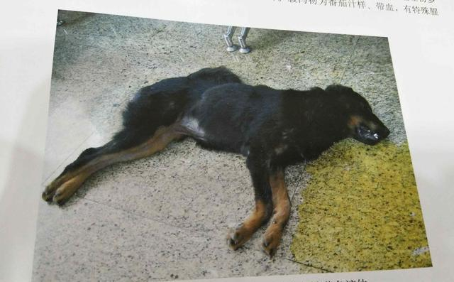 宠物狗犬细小（cpv）的诊断与治疗|心肌炎|肠炎|幼犬|出血|粪便_新浪新闻