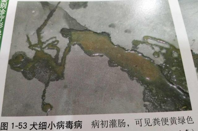 宠物狗犬细小（cpv）的诊断与治疗|心肌炎|肠炎|幼犬|出血|粪便_新浪新闻
