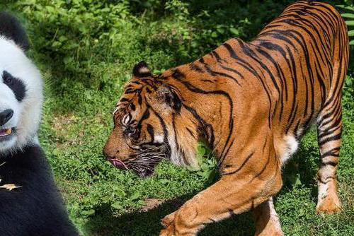 大熊猫可爱，老虎凶残，老虎却未灭掉熊猫，戴墨镜的不好惹？