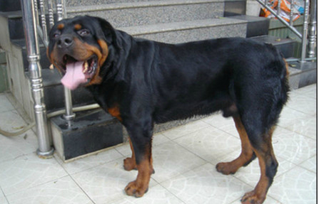 罗威纳犬是一种什么样的狗狗呢，容易训练吗