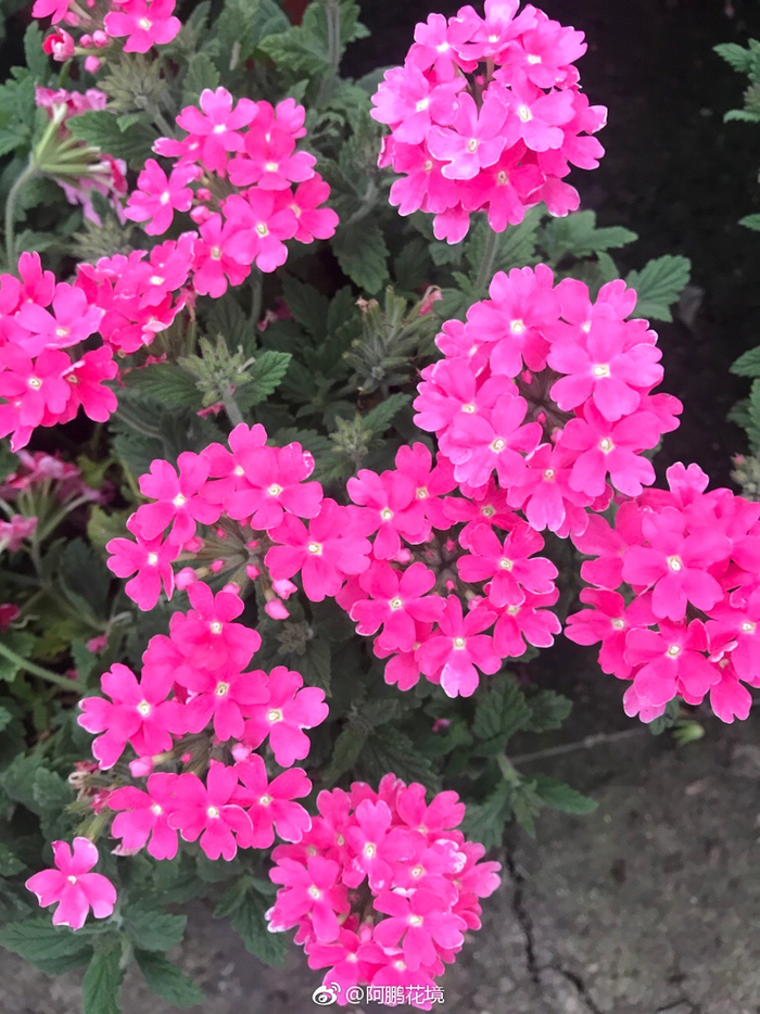 雪青色美女樱，真的非常美，8粉毯美女樱