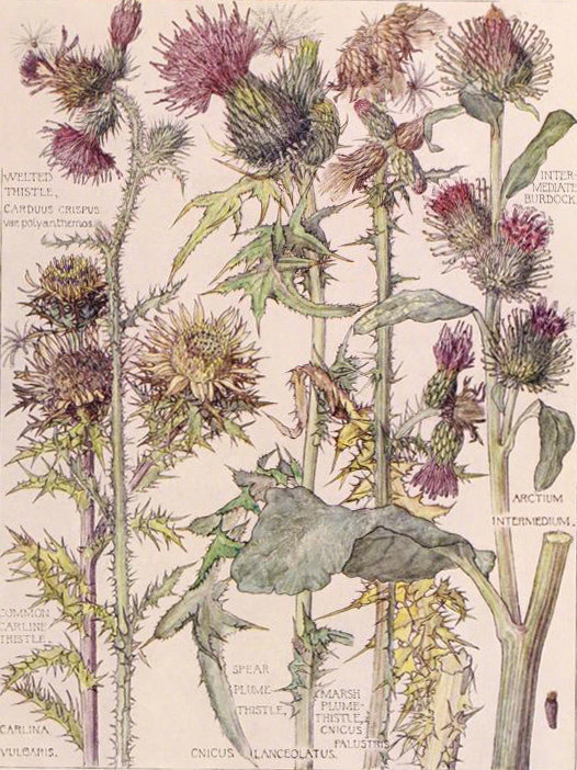 1907年艺术家 H. Isabel Adams 手绘的植物图鉴《英伦三岛野生花卉》_新浪新闻