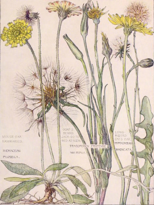 1907年艺术家 H. Isabel Adams 手绘的植物图鉴《英伦三岛野生花卉》_新浪新闻