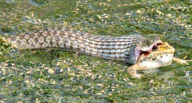 水蛇活吞牛蛙的瞬间, 眼睛圆睁鲜血直流