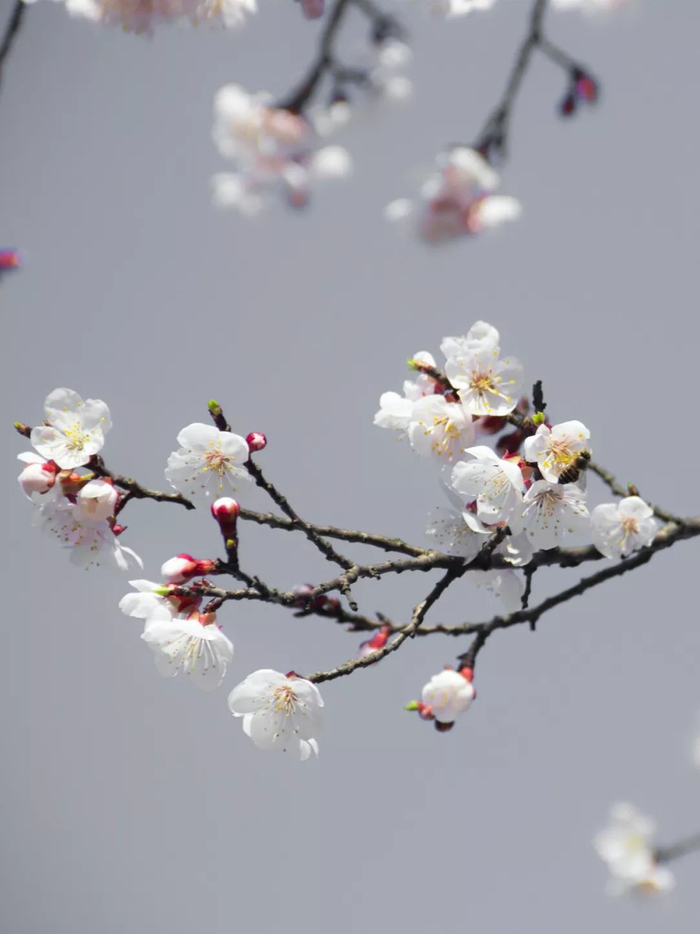 三万亩杏花开了，我才知道，“新疆，原来你的春天这么美”|新疆|杏花|伊犁河谷_新浪新闻