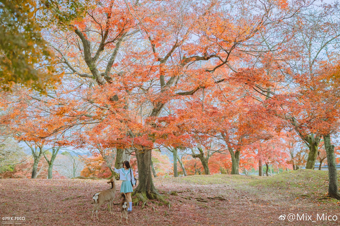 《奈良秋光》💁🏻 ♀️：@Icey艾昔 📸：Mix_Mico