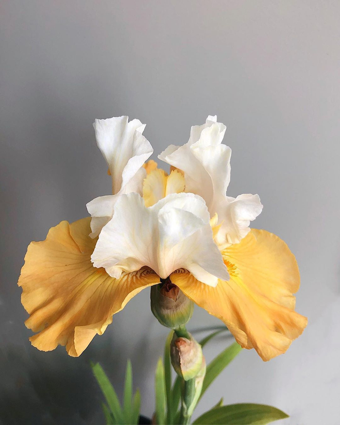 花儿 | Teresa Yang Fung