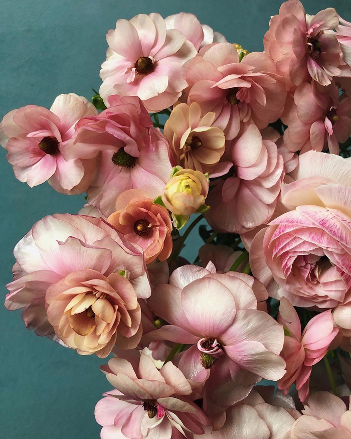 花儿 | Teresa Yang Fung