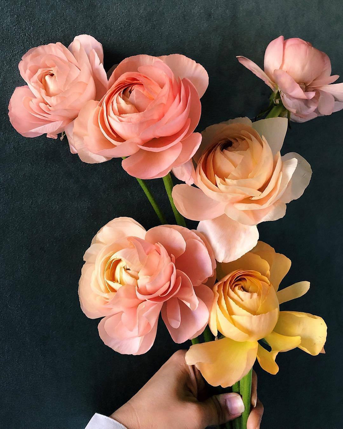 花儿 | Teresa Yang Fung