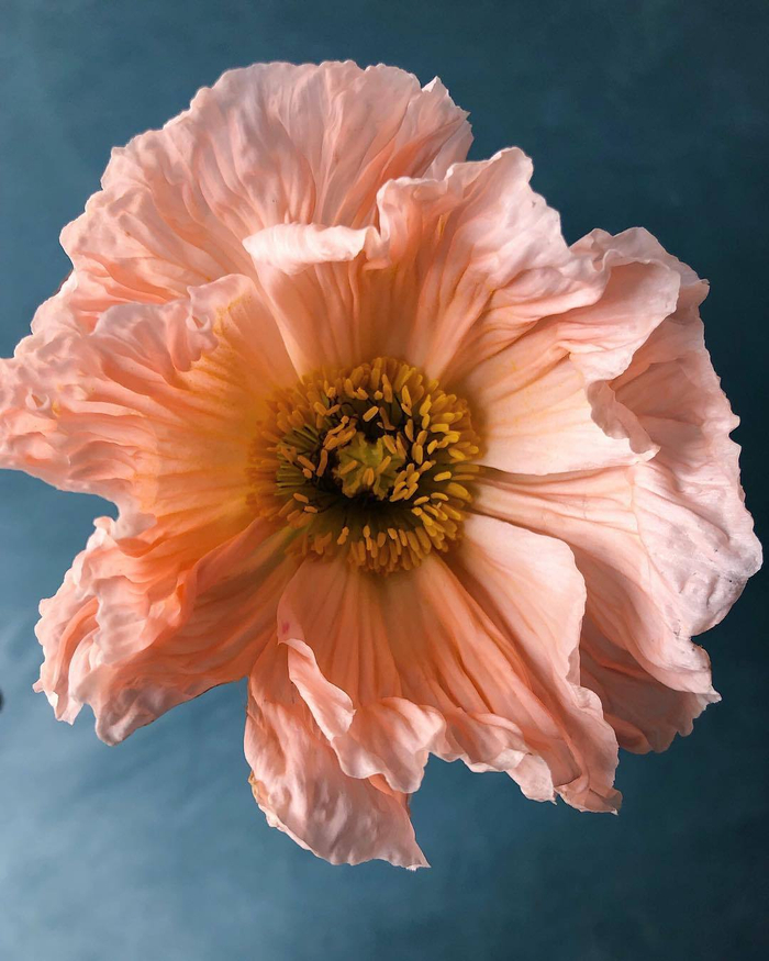 花儿 | Teresa Yang Fung