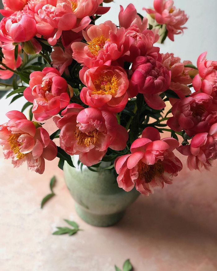 花儿 | Teresa Yang Fung