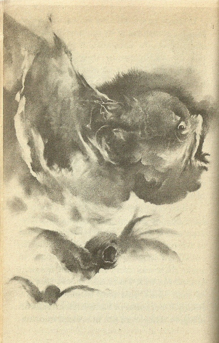 恐怖绘师Stephen Gammell为Georgess McHargue的系列作品《遇见狼人》