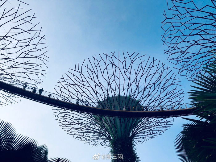 滨海湾花园的超级树，新加坡用人工创造的又一大自然奇观，自然