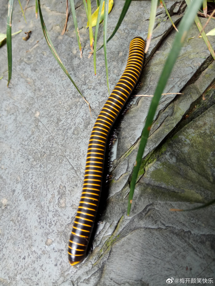福尔摩沙山蛩:倍足纲山蛩目节肢动物。杭州特色:大型马陆之一|蛩|马陆|福尔|色环|摩沙_新浪新闻