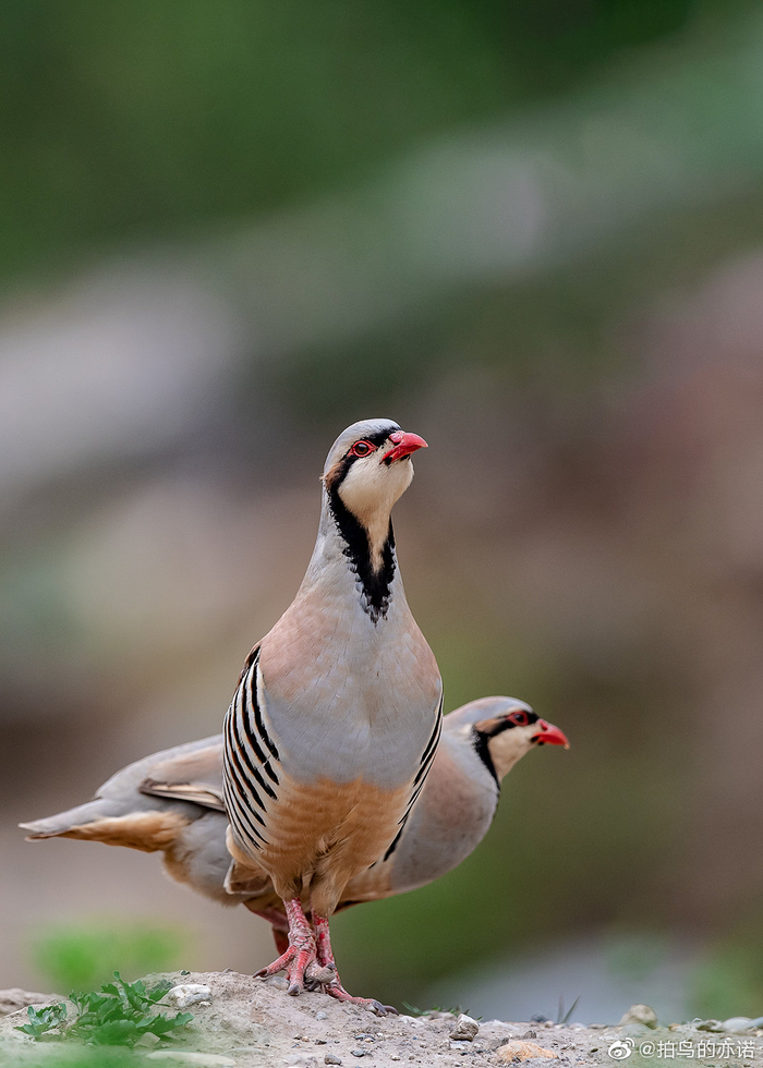 石鸡（学名：Alectoris chukar，英文名：Chukar Partridge）