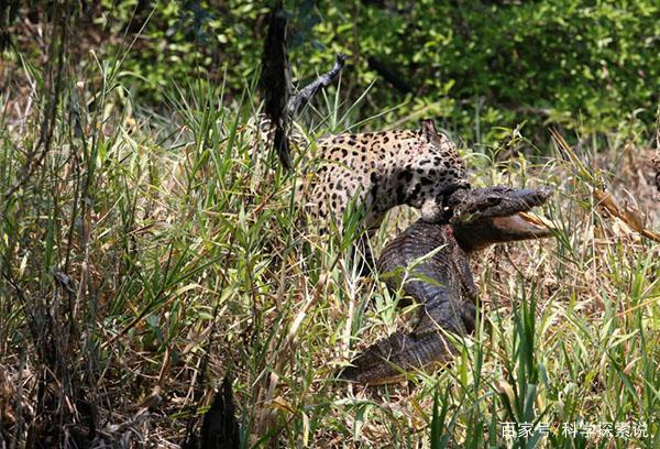 美洲虎为什么那么强大？研究发现，它拥有与生俱来的捕食方法