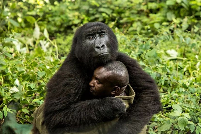 BigPicture 自然世界摄影比赛2019 冠军作品欣赏__财经头条__新浪财经