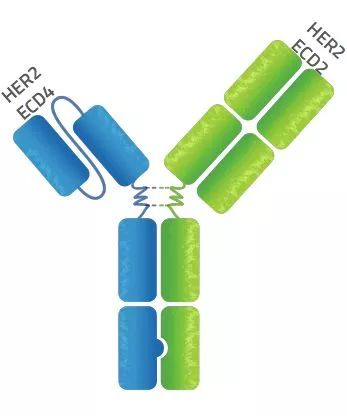 百济神州手握中国开发权 ZW25获FDA快速通道资格