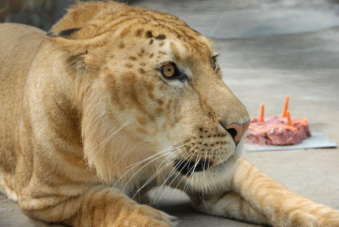 这种猫科动物属于豹属，却不能和狮子、老虎、豹子、美洲豹杂交|雪豹|美洲豹|豹子|杂交|后代_新浪新闻