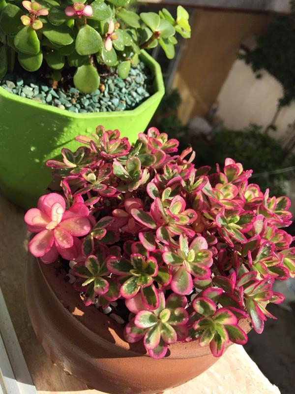 最会开花的多肉植物，多季开花，花叶俱美，养护容易，是盆栽佳品