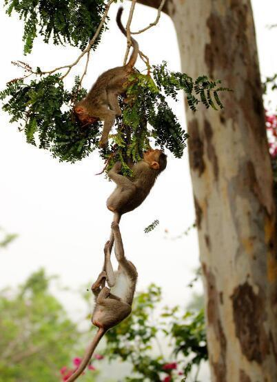 猴子捞月只在书上见过？今天带你看树上的！懵了都！~！|三只猴子|尾巴|猴子捞月_新浪新闻