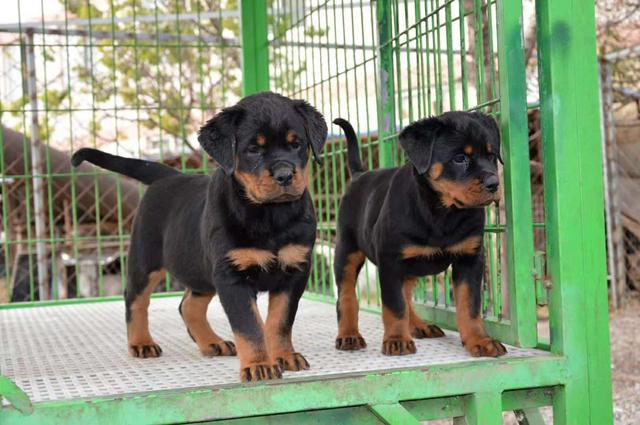 忠诚而强壮的罗威纳，为何成为欧美最受欢迎的犬种，它有什么特别