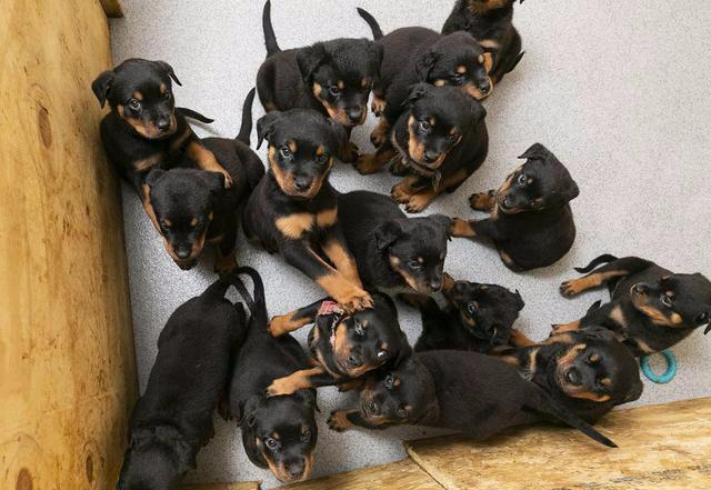 忠诚而强壮的罗威纳，为何成为欧美最受欢迎的犬种，它有什么特别