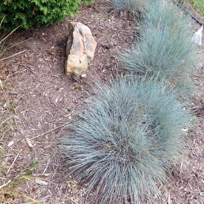 比较小众的蓝色观赏草，叶片独特的蓝羊茅，开的花朵没叶子好看|蓝羊|观赏草|羊茅_新浪新闻