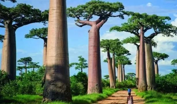 猴面包树你见过吗？一棵树结的果实能养活一家人，在中国养不活