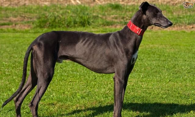 跑得最快的狗狗，灵缇犬原本受英法贵族喜爱，后来却沦为赛犬