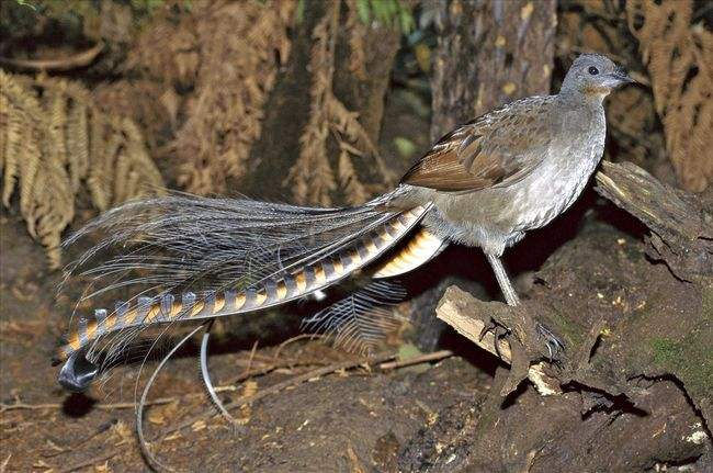 大自然赋予动物尾巴的“特殊”妙用|大自然|尾巴|尾羽_新浪新闻