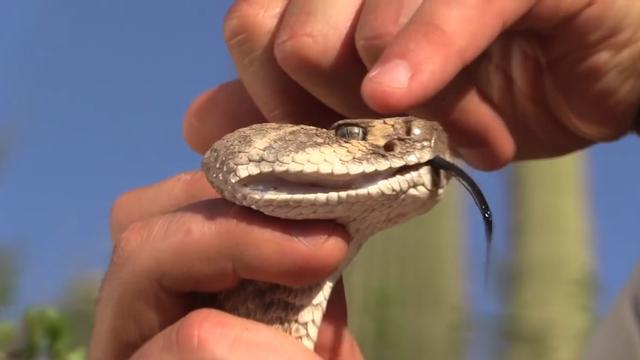 把蛇打死后，很多人都会挖一个坑把蛇埋掉，为什么要这做呢？