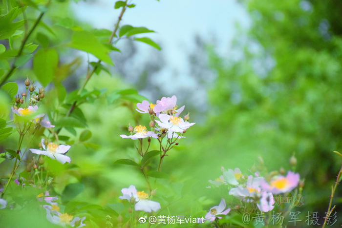 遇见——软条七蔷薇