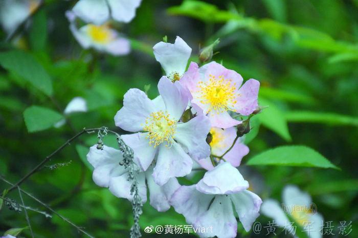 遇见——软条七蔷薇