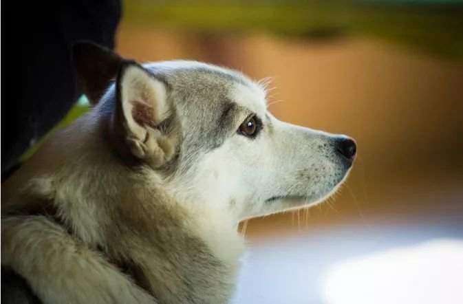 想要营造出浅景深的效果，原来这么简单|光圈|焦距|拍摄|后景|背景_新浪新闻