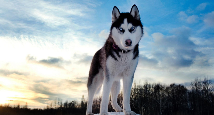 哈士奇——历史上最蠢萌的狗, 没有之一|哈士奇|主人|雪橇犬_新浪新闻