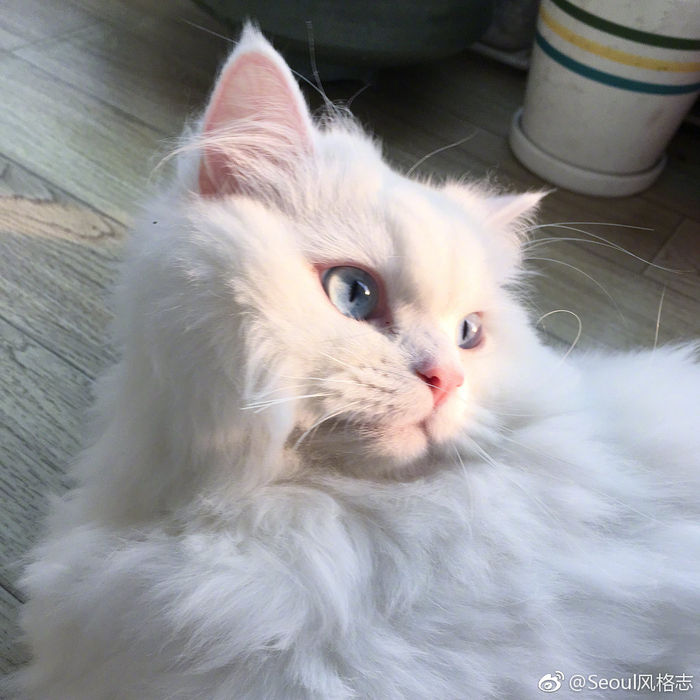 想要拥有与猫为伴的生活~（ins：yam_cat）