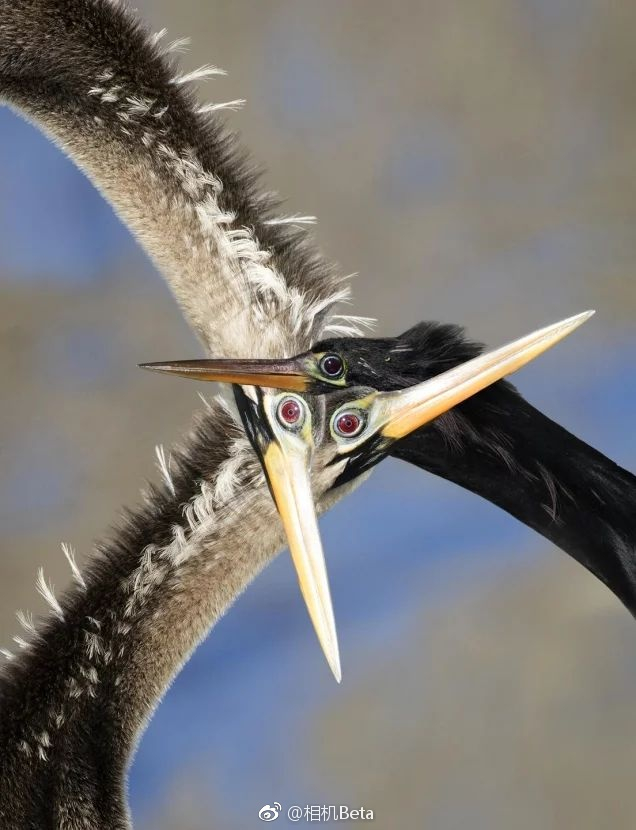 BPOTY 年度鸟类摄影师大赛2018入围作品精选 Part2