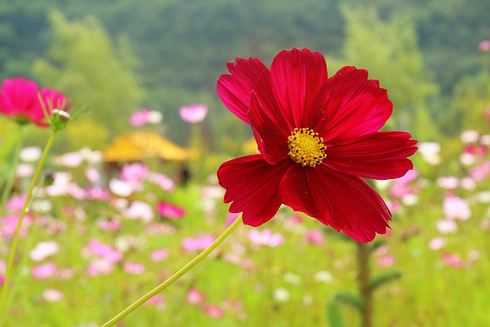 黄河绿洲，洗肺之都，陕西最美休闲旅游度假地——黄龙|黄龙|县城|黄龙县_新浪新闻