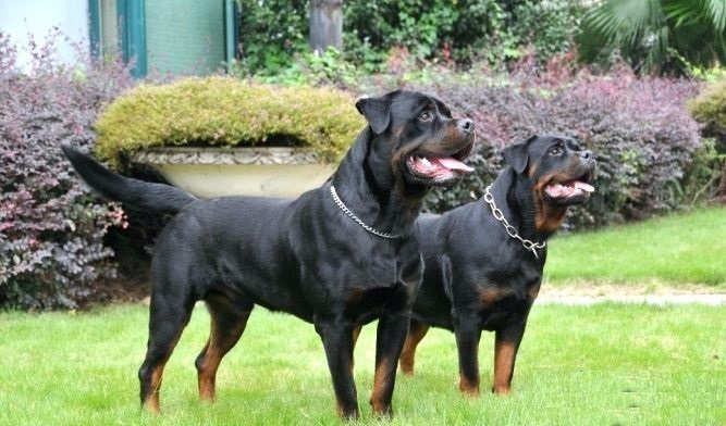 在挑选罗威纳犬时，观察其外貌特征，是非常重要的！