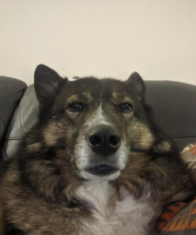 你可能从来没有见到过动物们竟然有这么人性化的一面