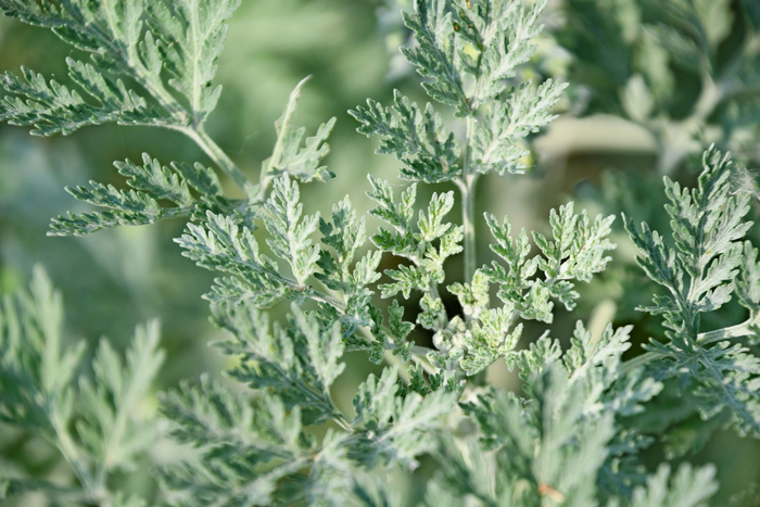 野生植物白莲蒿，原创拍摄