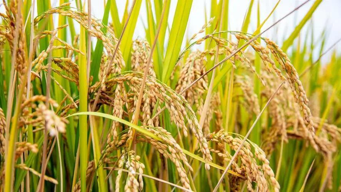 BJL稳定技巧打法有哪些经验？__财经头条