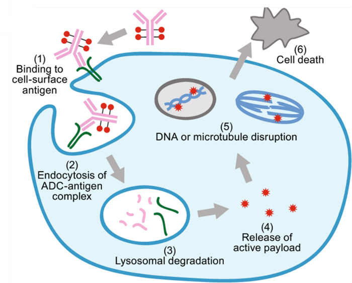 技术分享：抗体偶联药物ADC临床生物分析案例|癌细胞|抗体|药物_新浪新闻