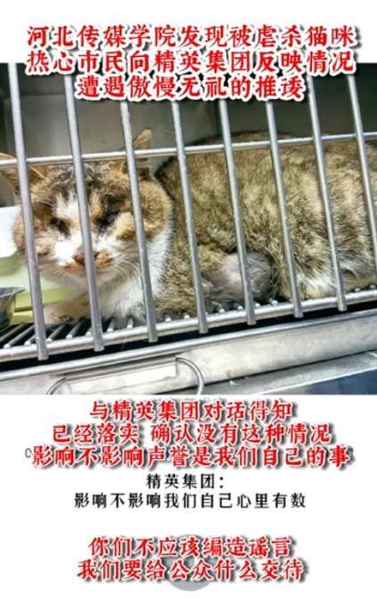 河北传媒学院学生虐猫挖眼砍腿精英集团回应该上哪反映反映去