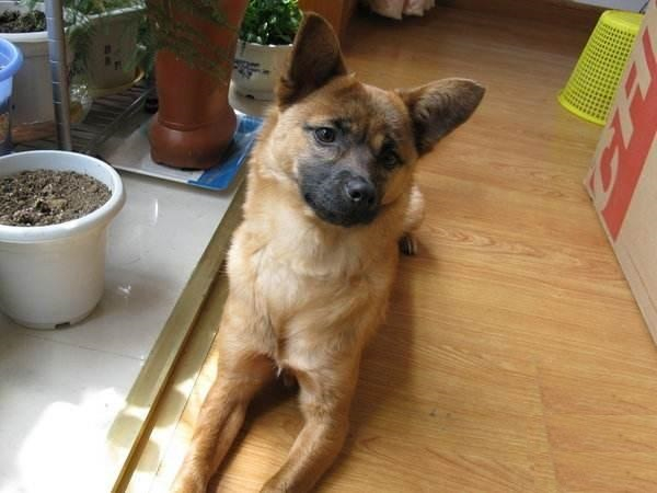 秋灵诚黄犬是黄色的土狗，是比大熊猫还稀少的极品土狗|土狗|主人|大熊猫_新浪新闻