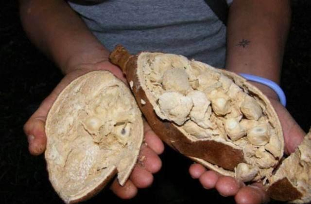 神奇的面包树，非洲人靠它养活家庭，果实的口感和面包一模一样|面包树|果实|口感_新浪新闻