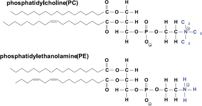 高效液相色谱检测磷脂酰胆碱等含磷脂类|磷脂|胆碱|色谱_新浪新闻