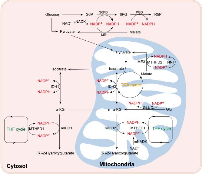 再度躁动！NADP+/NADPH：调和心脏健康的“红绿灯”|抗氧化|氧化|细胞_新浪新闻