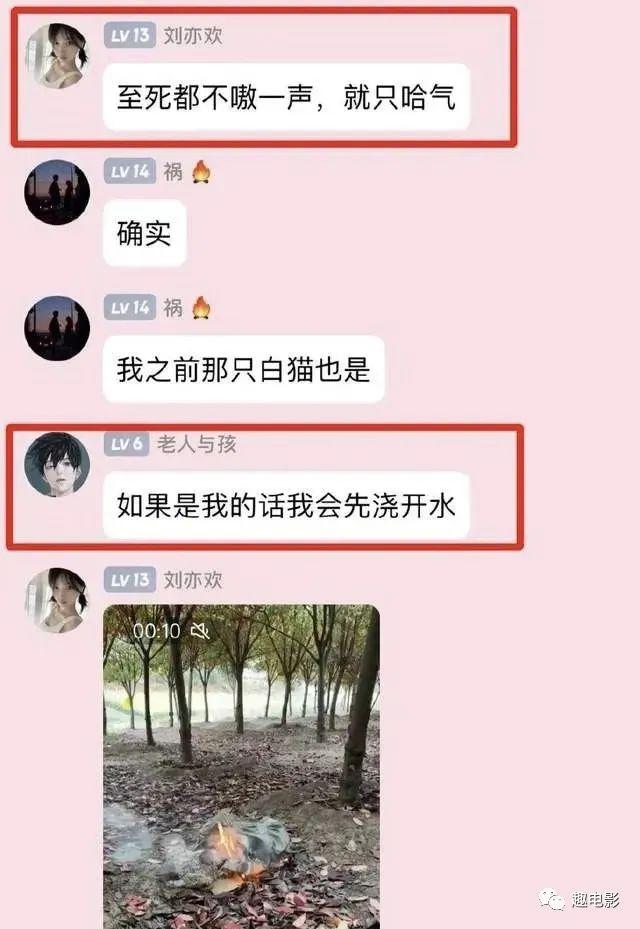 无底线虐猫?这部电影抚慰爱猫的你《爱猫之城》爱猫之城猫咪虐猫新浪新闻